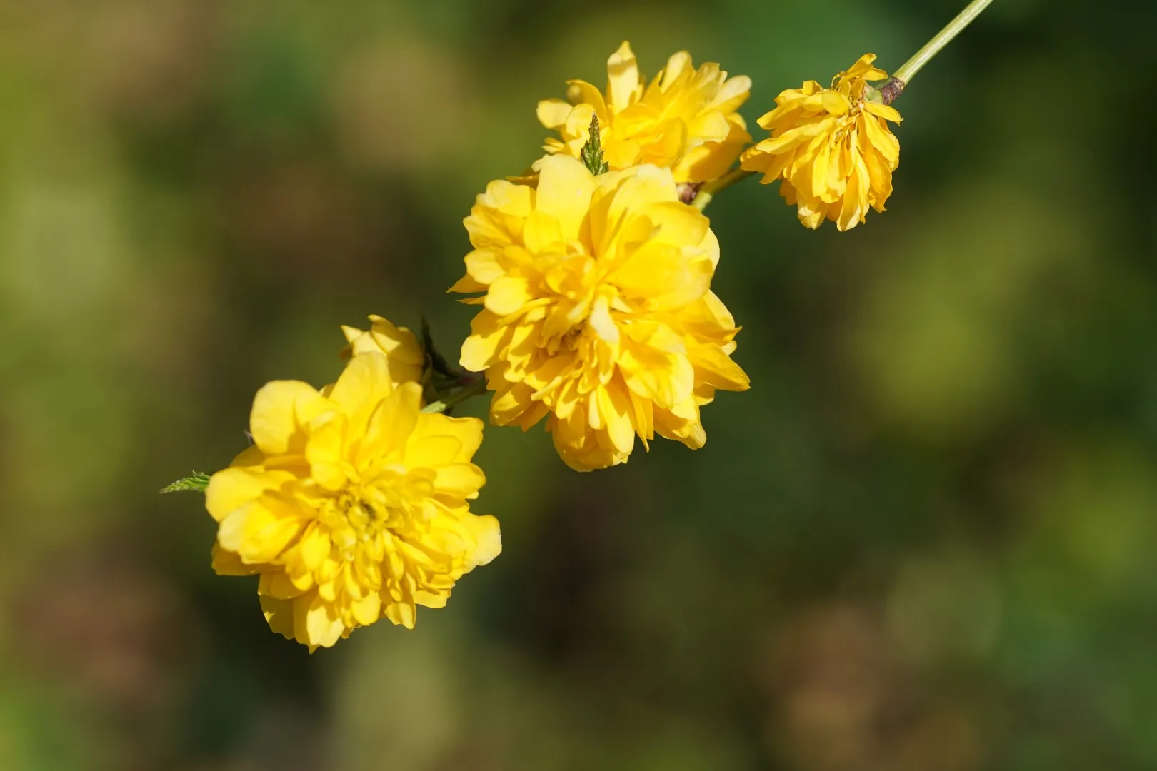 La corête du Japon - Chromata